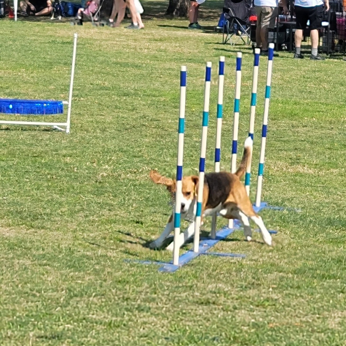 Humane Tomorrow's Fido Fest Sponsor Registration 2023 - 1